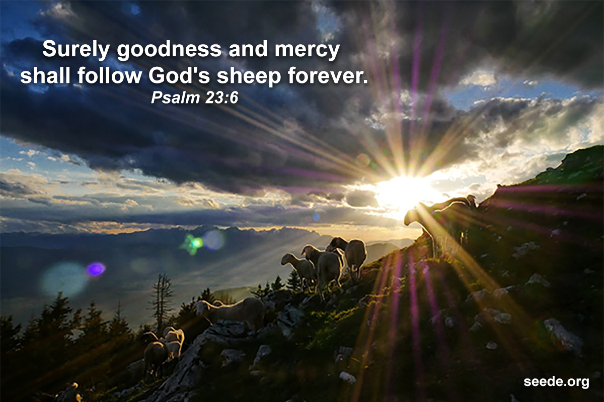 Psalm 23: Surely Goodness and Mercy Shall Follow God’s Sheep Forever ...